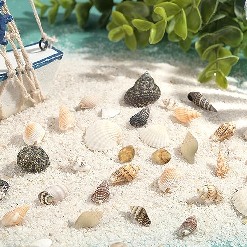 PH PandaHall Sea Shells, 466pcs 15 Style Spiral Shell Beads Undrilled ...