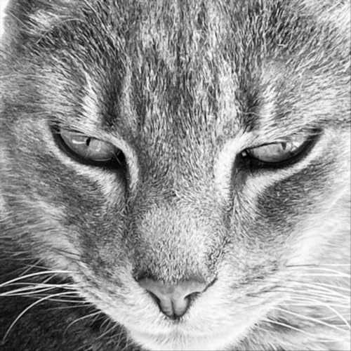 Play Mr. Tosh by Rich Reed on Amazon Music