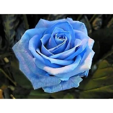 Amazon.com : QAUZUY GARDEN 20 Blue Dragon Rose Rosa Seeds for Planting ...