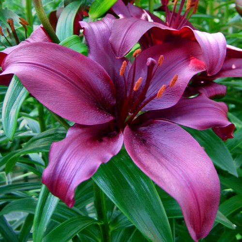 Azalea gardens Indoor Dwarf 1 PCS Rare-lily-flower-BULB -planting ...