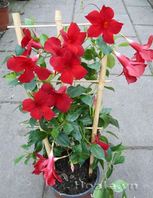 "Maroon Red"Flower Plant Pack Of 1 Healthy Live Plant For Home Garden ...