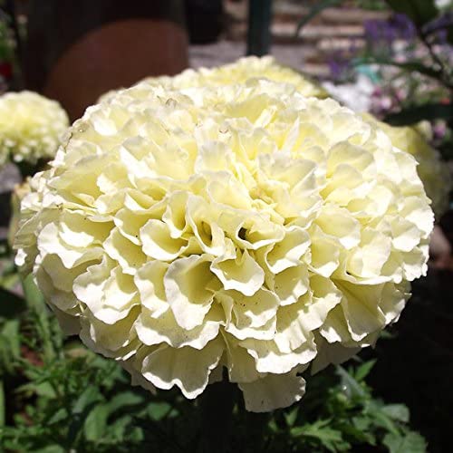 EVOY African F1 Hybrid White Marigold genda seeds 150 ...