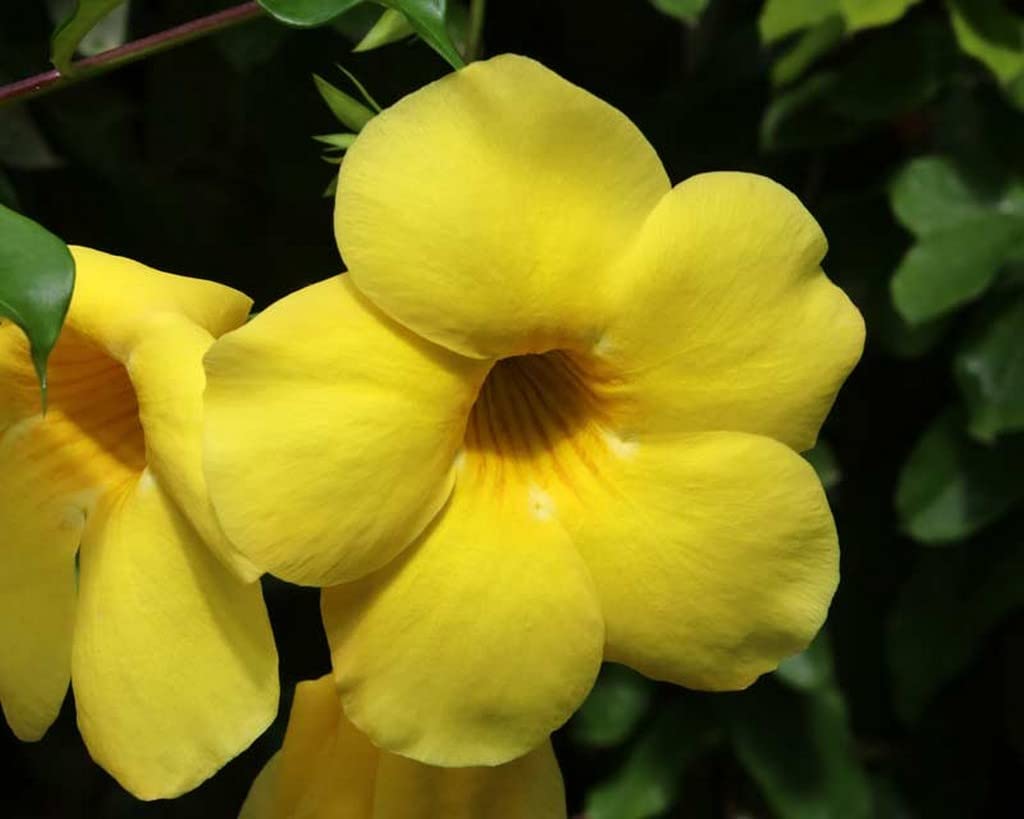 Buy Creative Farmer Kolaambi Poo (Allamanda Cathartica) Climber Live ...