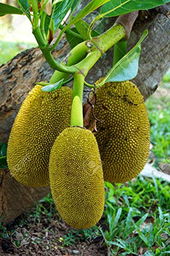 Buy Lotus Infra Thai Jackfruit Live Plant (Pack of 4) Online at Low ...