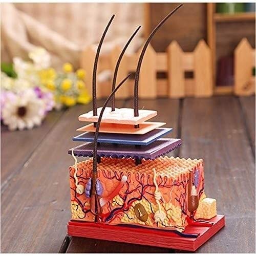 Buy Experimental Teaching Research Tools Skin Structure Model - 19 ...