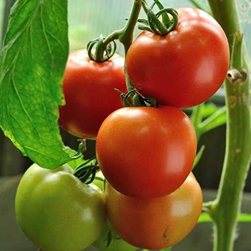 Creative Farmer Vegetable Seeds Tamatar Seeds - Tomato Seeds Red Round ...