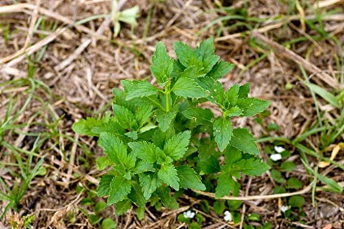 Buy Creative Farmer Kallurukki (Scoparia Dulcis) Stone Breaker Outdoor ...