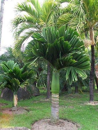 Creative Farmer Healthy Live Palm Tree Areca Chewing Nut Plant For Home ...