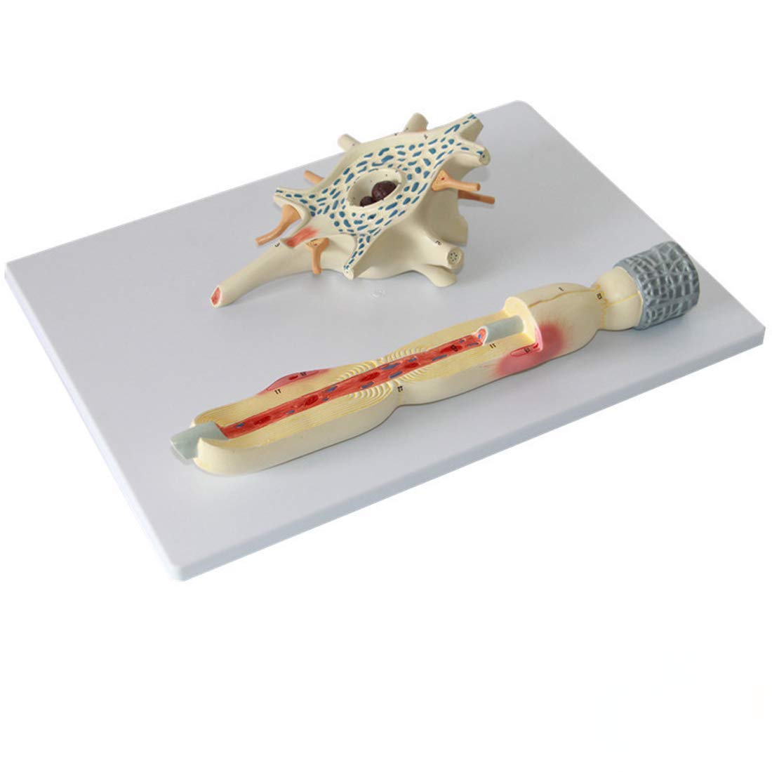 Buy Educational Model Anatomical Human Neuron Cell Body and Nerve Fiber ...