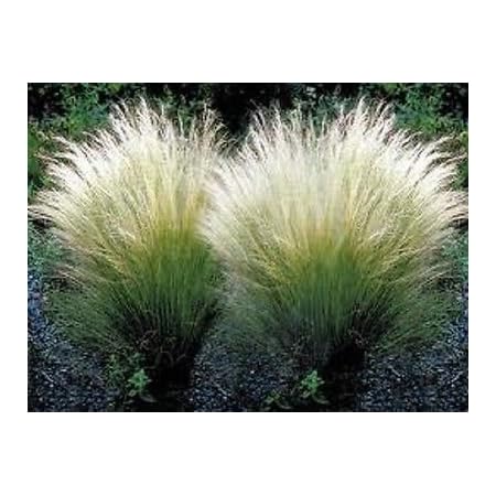 Stipa tenuissima Pony Tails Hardy Ornamental Grass Plant in a 13cm Pot ...
