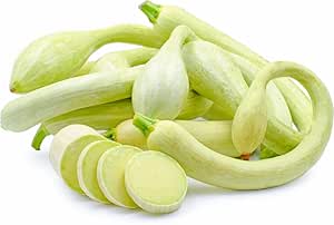 Amazon.com : QAUZUY Garden 15 Premium Seeds Tromboncino Rampicante ...