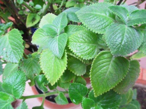 Kraft Seeds Panikoorka (Mexican Mint) Lamiaceae Plant Semi-succulent ...