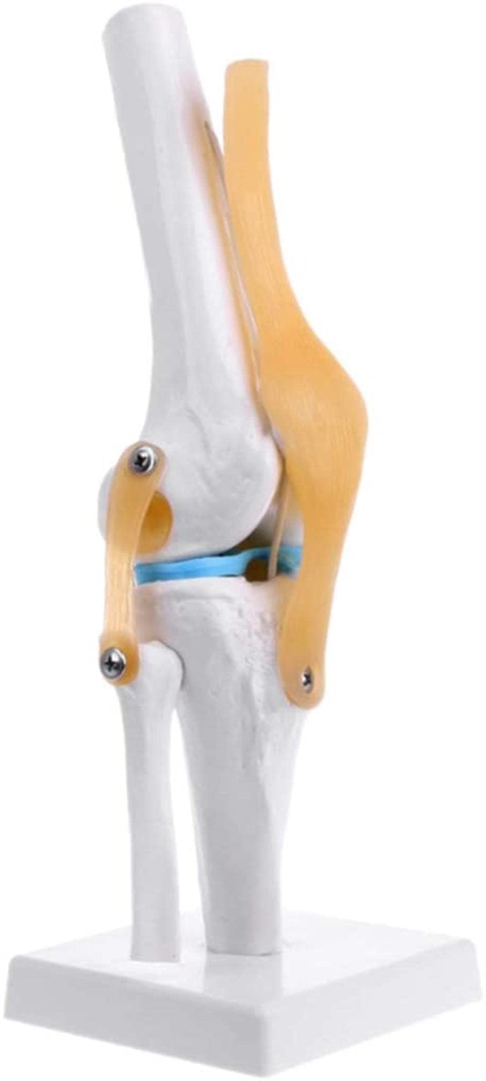 Buy Life Size Human Knee Joint Model, Knee Joint Anatomy Model with ...