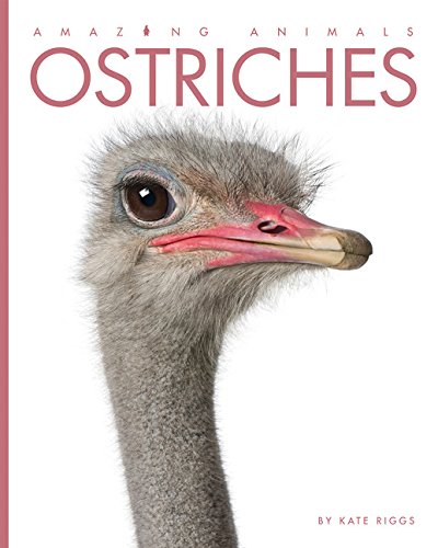 Ostriches (Amazing Animals): Riggs, Kate: 9781628324969: Amazon.com: Books