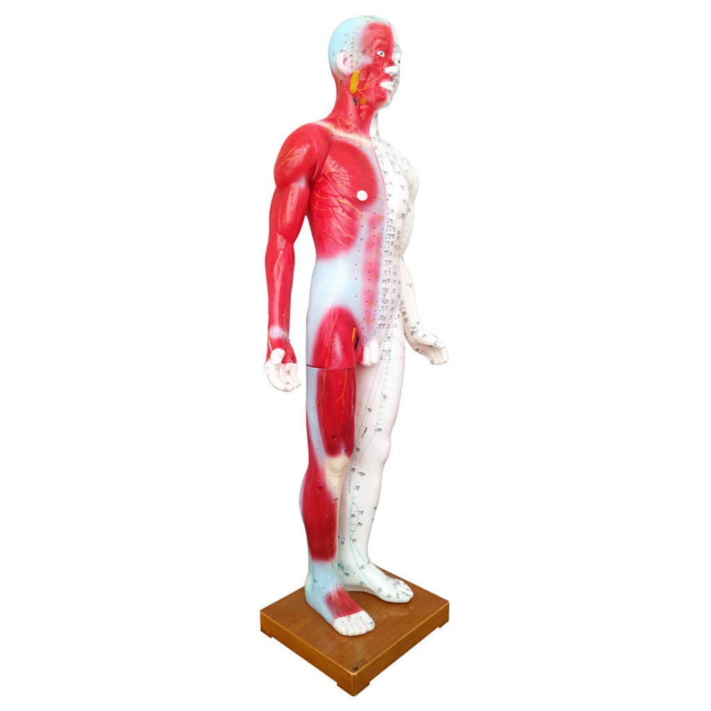 Buy Anatomy Education Model - 1O Acupuncture Model - 85cm - Half Skin ...