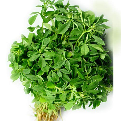 Creative Farmer Vegetable Seeds Fenugreek Vegetable Seeds Seeds - Methi ...