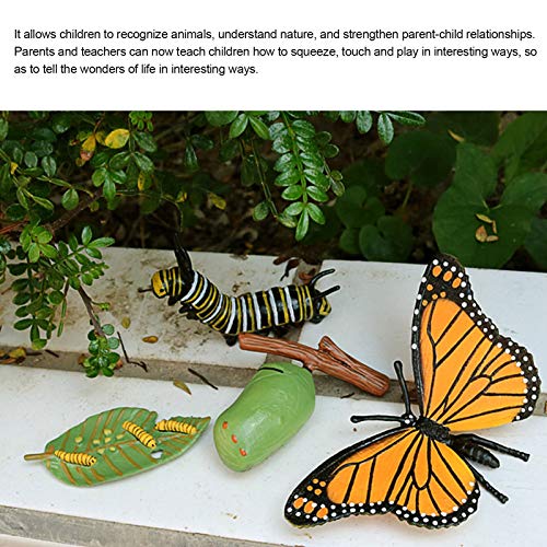 Zerodis Butterfly Life Cycle Stages Figures, High Simulation Growth ...