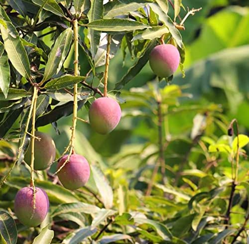 Garden Fields Arunika Mango Plant-Grafted Variant. : Amazon.in: Garden ...