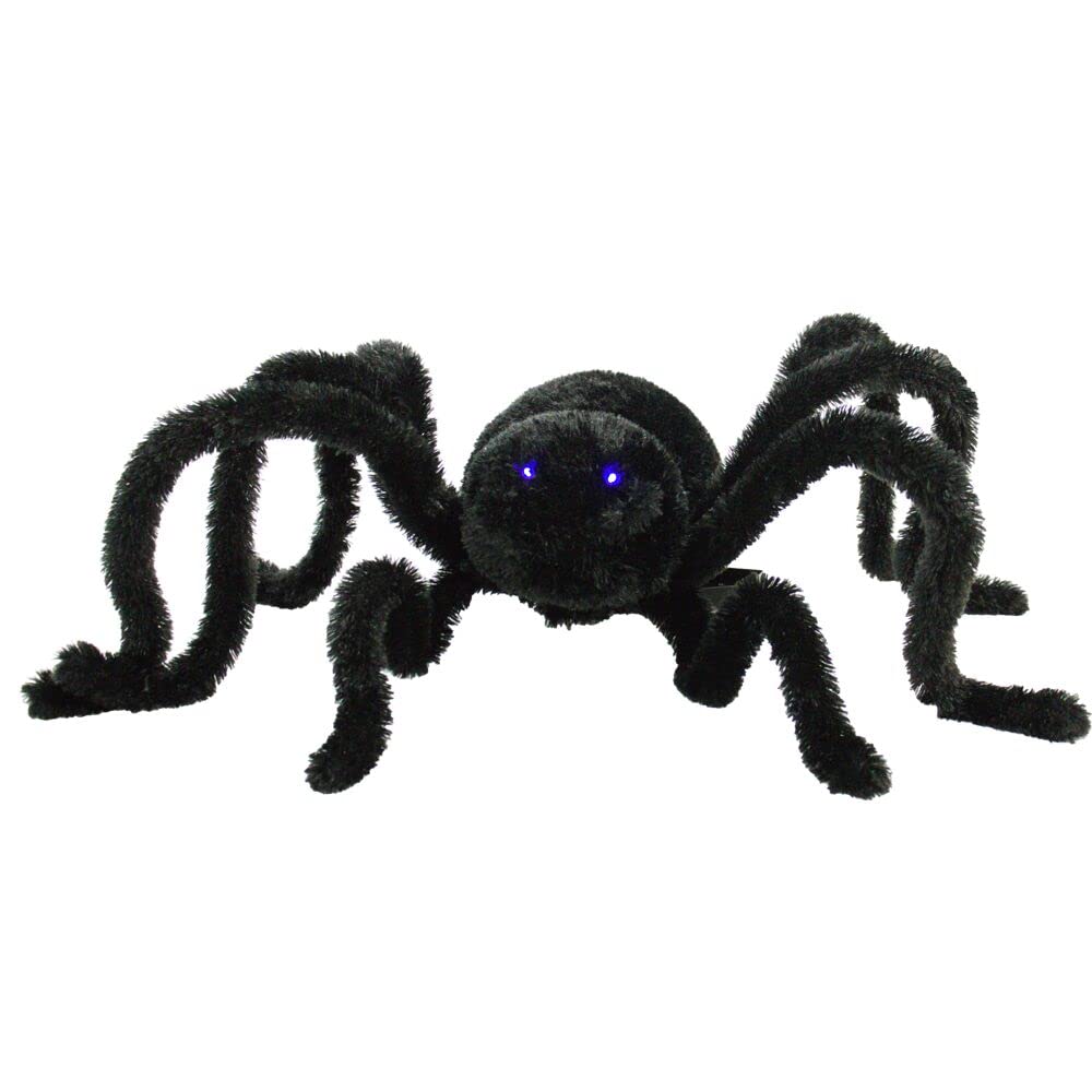 Spider With Blue Eyes
