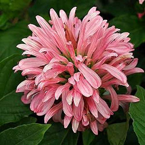Mphmi Nursery Delhi NCR Jacobina Pink Plant : Amazon.in: Garden & Outdoors