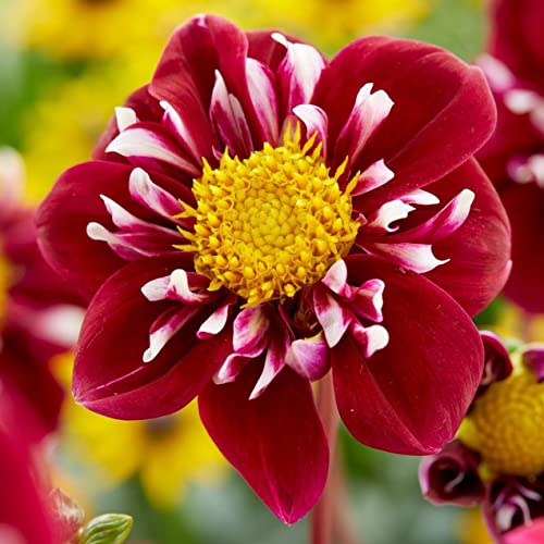 Dahlia Collarette - How to grow & care