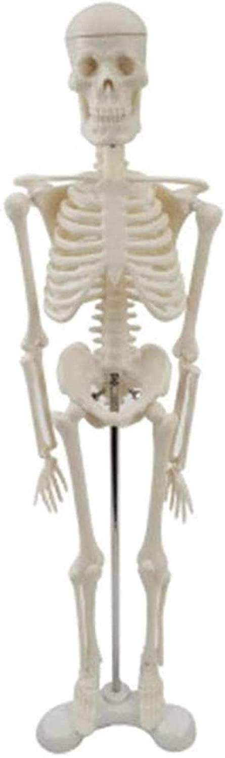 Buy Medical model and textbook human skeletal model for anatomy anatomy ...