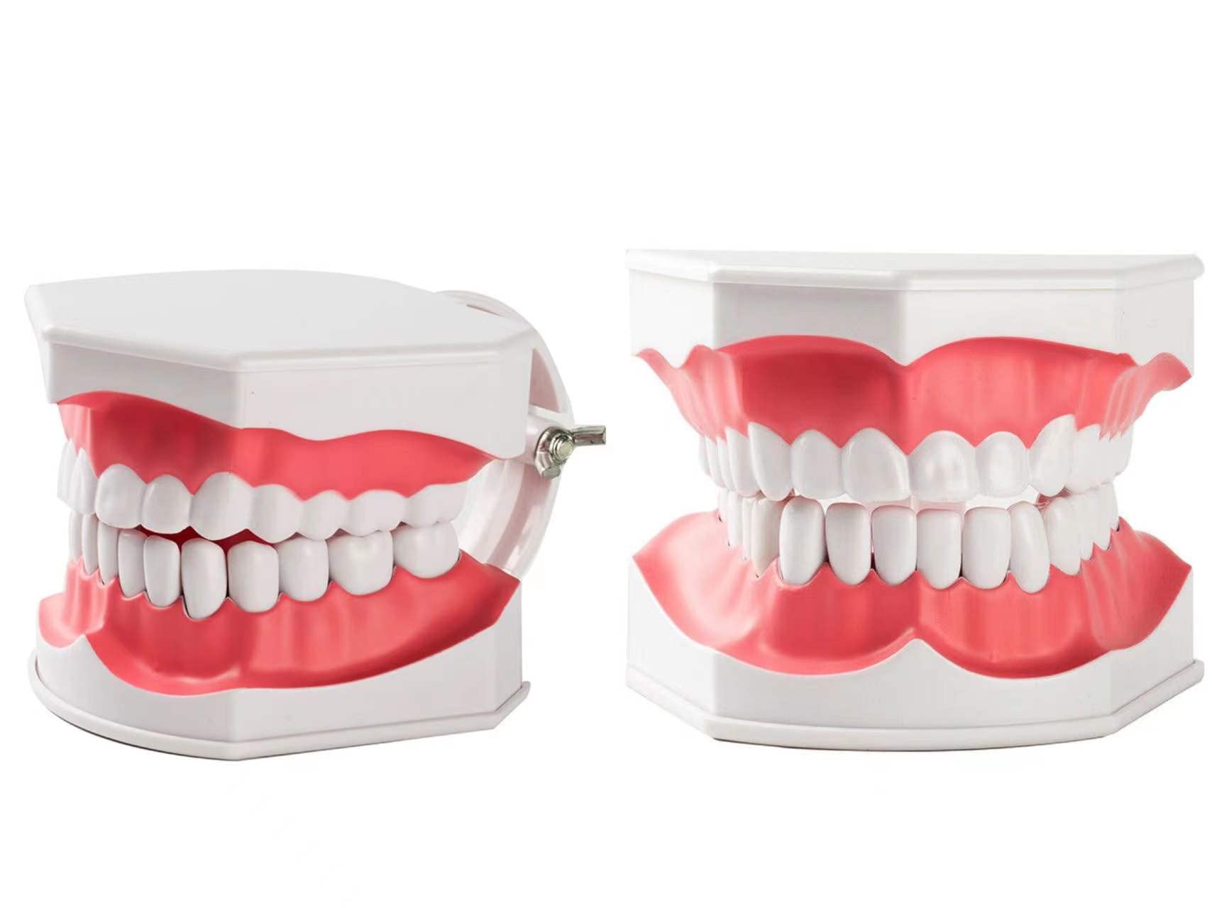 Snapklik.com : Dental Teeth Model, Enlarged 2 Times Standard Size ...