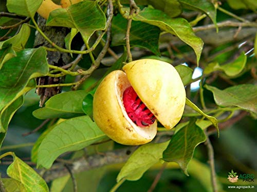 Creative Farmer Nutmeg Nutmeg, Jaifal, Jaiphal - Plant Herbal Fruit ...