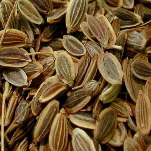 SPS MARKETING SUVA Seeds | Sathakuppai Seeds 100g | Dill Seeds | Suwa ...