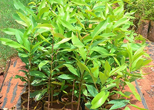 PlantaZee Live Plants Outdoor Jamun Tree, Syzygium cumini - Plant ...