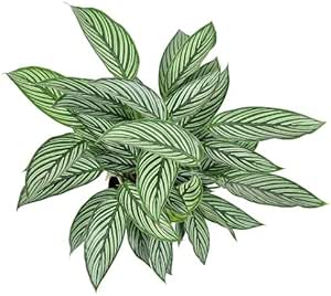 Amazon.com : 80pcs calathea Plant Seeds : Patio, Lawn & Garden