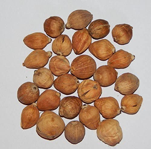 SHUBH SIDDHI Small Nariyals | Shriphal | Mahalaxmi Coconut for Diwali ...
