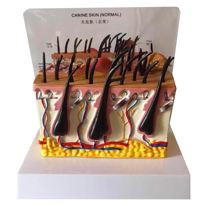 Dog Skin Anatomy Canine Skin Anatomical Model W/Flea Infected Skin
