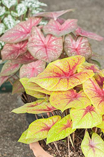 Ritz Farming Flowers Bulbs Caladium Debutante Leafy Plant Hybrid Bulbs ...