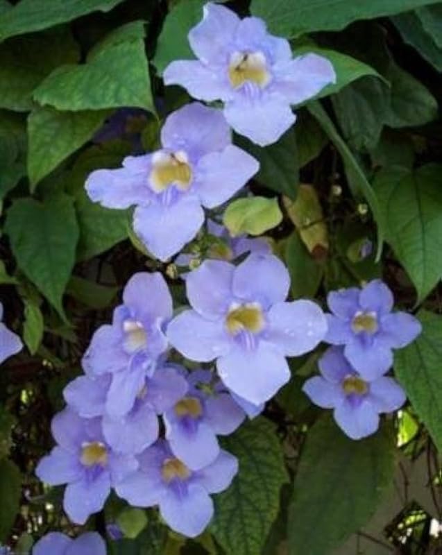 Indian Blue sky flower, blue sky vine, blue skyflower live flower plant ...