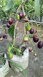 Hybrid Thai Black Jamun/Kala Jamun/Kalo Jam Fruit Plant For Home Garden ...