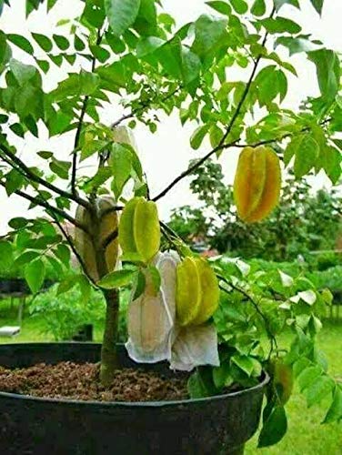 Amazing Store Carambola Star Fruit Kamrakh Healthy Live Plant : Amazon ...