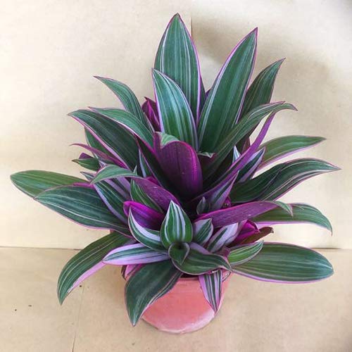 Trothic Gardens Live Rhoeo Spathacea Tricolor - Rhoeo Variegated Plant ...