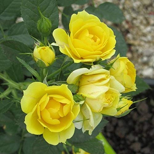 Mphmi Seedless Plant Flower Plants Rose Miniature Yellow - Button Rose ...