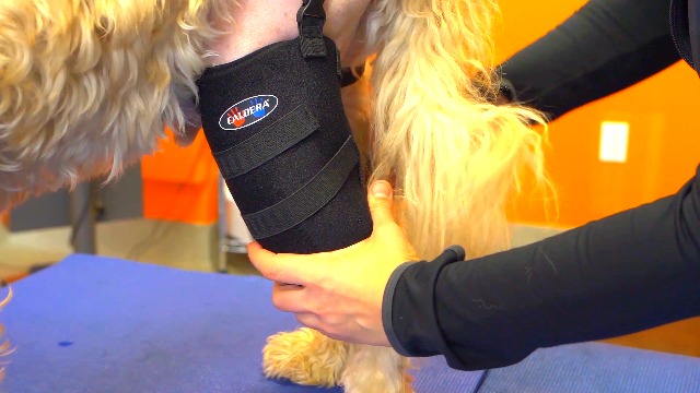 Watch Caldera Pet Wrap Promo In Clinic and Home NO CTA on Amazon Live