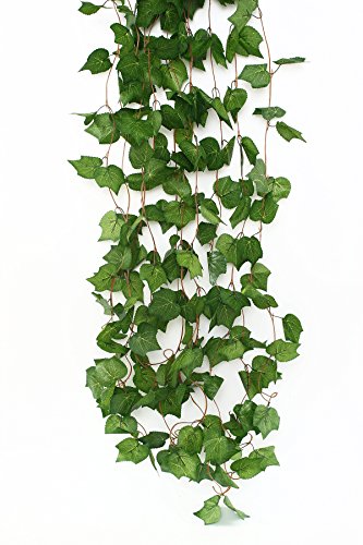 Uncovering the Truth: Don't Get Tricked by a Fake Grapevine - Our Top ...