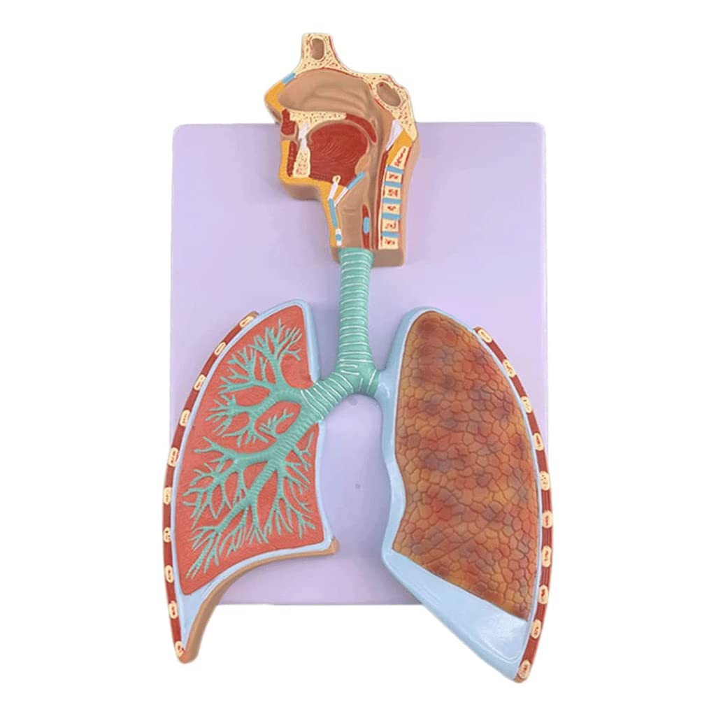 Human Respiratory System Model For Kids