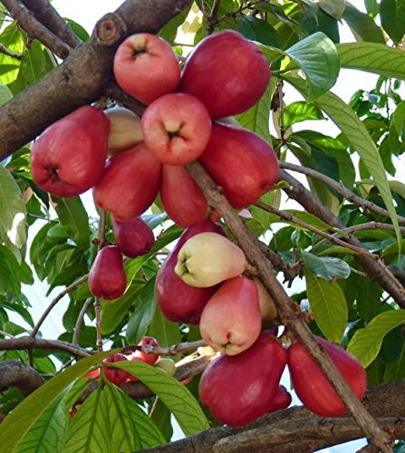 Coconut Lagoon Rare Dwarf Fruit Live Plant -" Red Water Apple Malay ...
