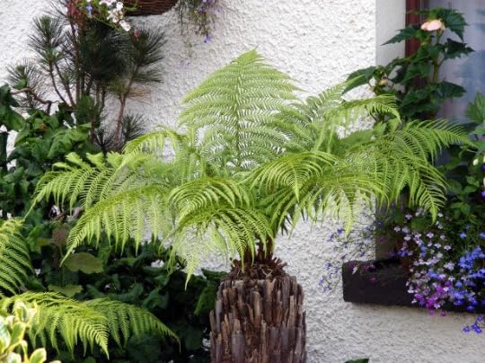 Tree fern - How to grow & care