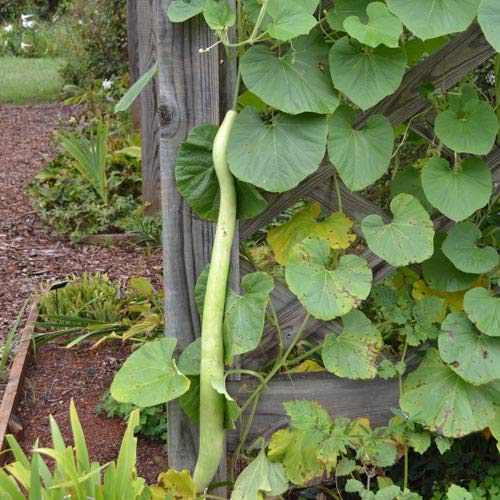 Seeds Point High Yield Rare Hybrid" Snake Gourd" Chachinda Pudalangai ...