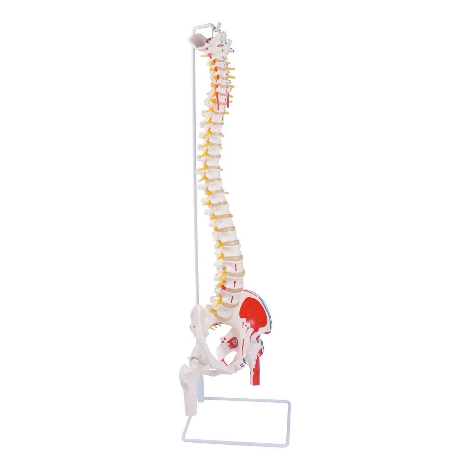Buy Life Size Spine Model, 34.6'' Flexible Vertebral Column Model ...