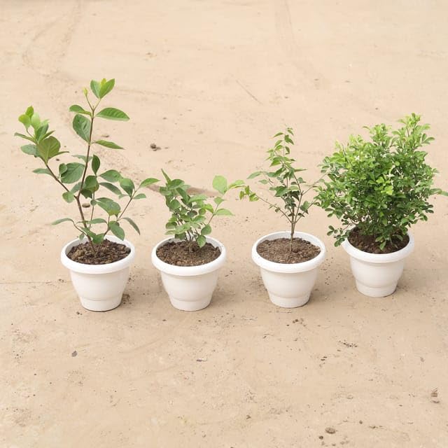 Set of 4 - Motia Jasmine, Downy Jasmine/Thai Kunda, Gardenia/Gandhraj ...
