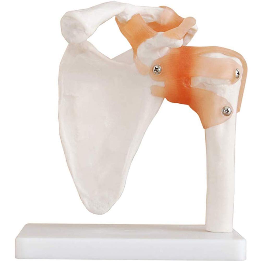 Buy LCZ Shoulder Joint Model,Human Anatomical Model,Life Size,Scapular ...