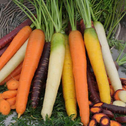 Royal Paradise Garden Rare Carrot " Mixed " Exotic 40 Vegetable Seeds ...