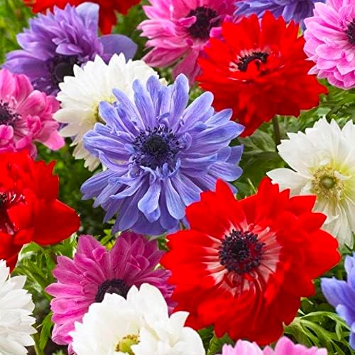 Anemone Mixed – Summer Flowering Bulbs – Perennial – for Your Beautiful ...